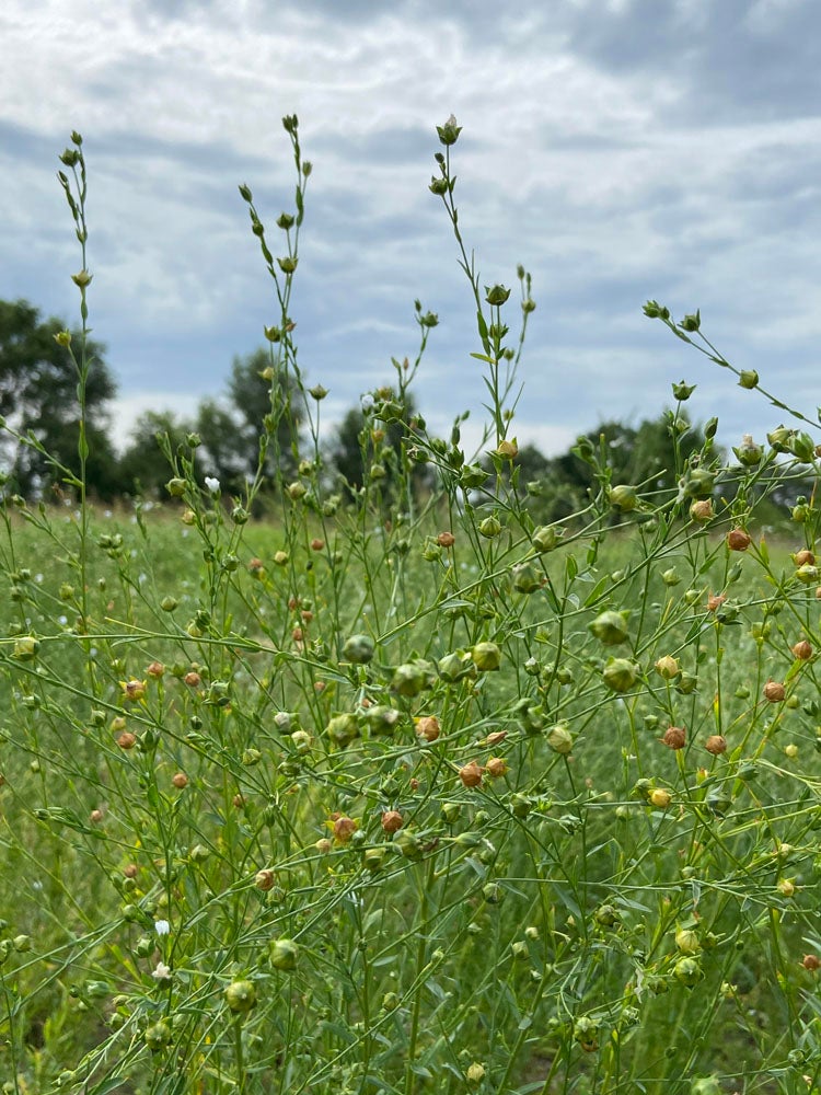 The Buffalo Seed Company